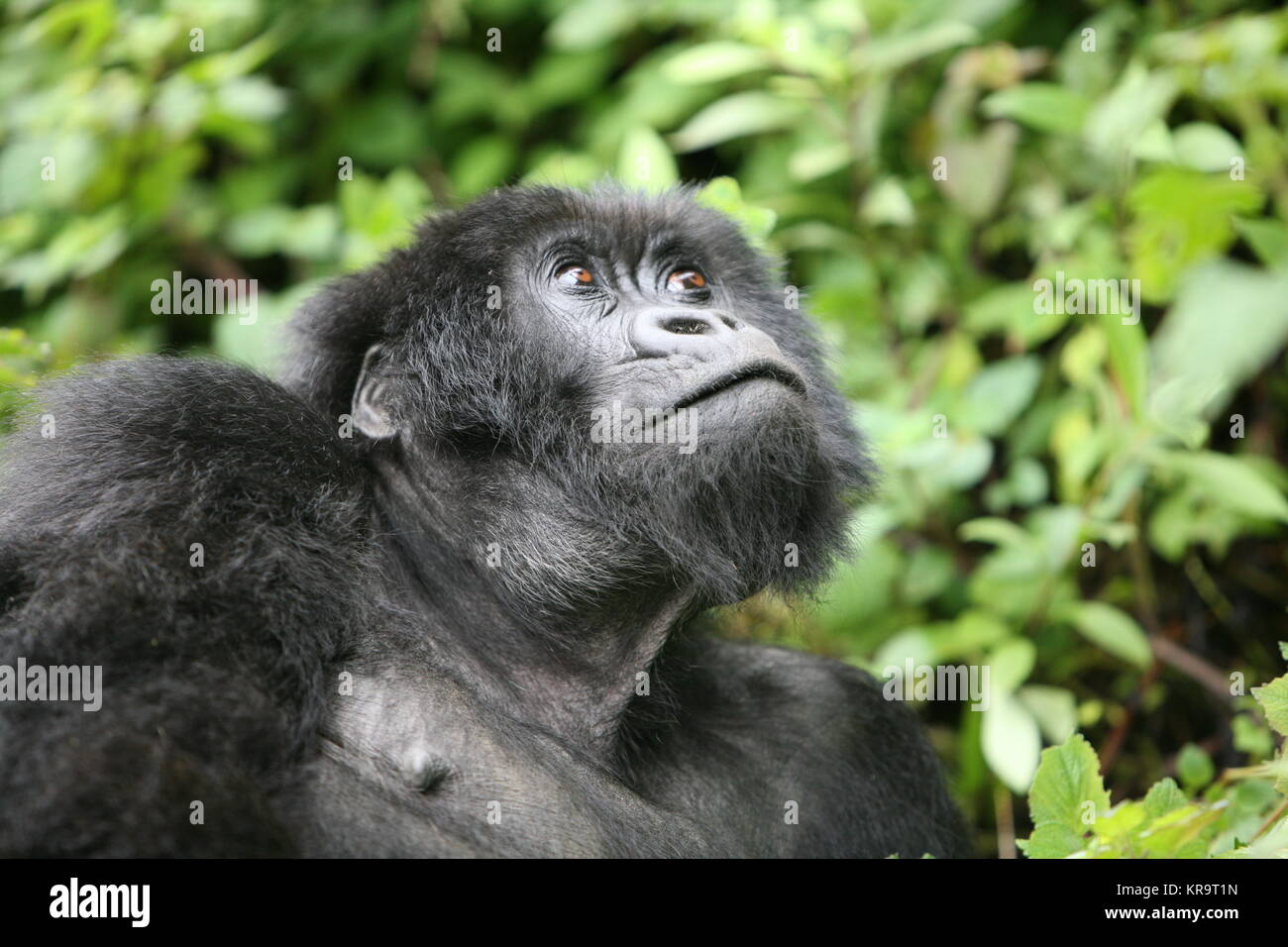 Wild Gorilla animal Rwanda Africa tropical Forest Stock Photo - Alamy