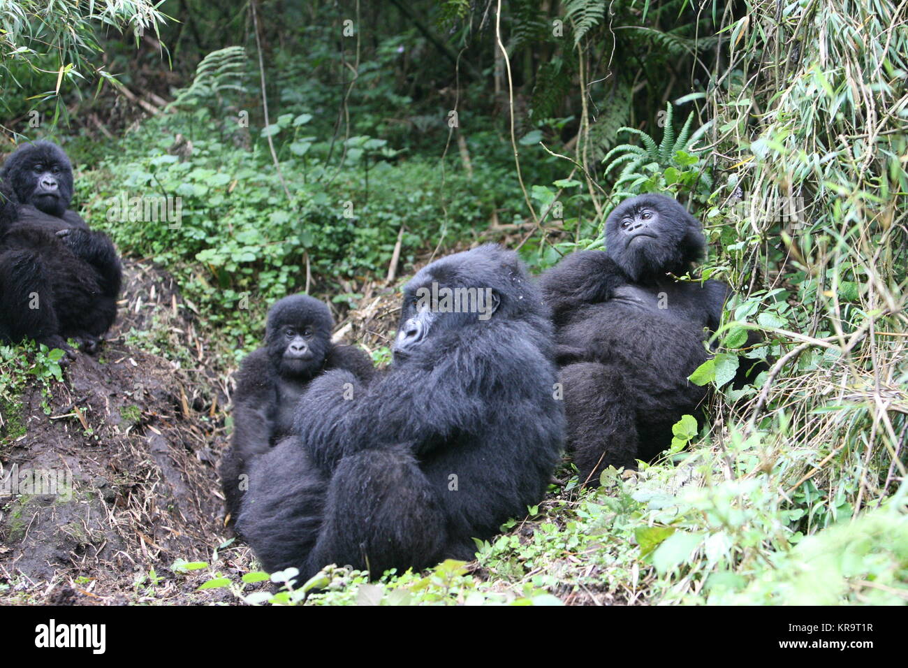 Wild Gorilla animal Rwanda Africa tropical Forest Stock Photo - Alamy
