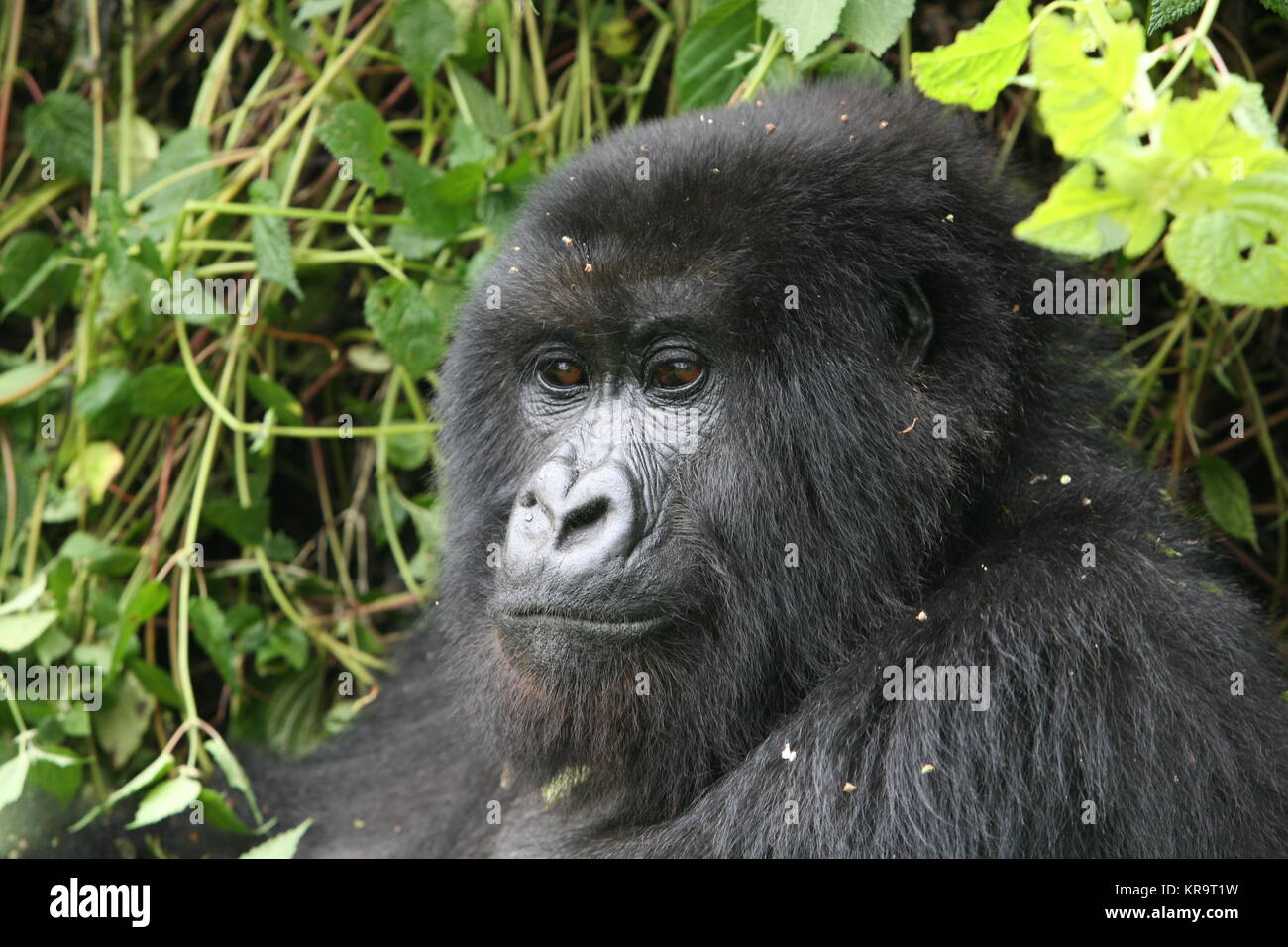 Wild Gorilla animal Rwanda Africa tropical Forest Stock Photo - Alamy