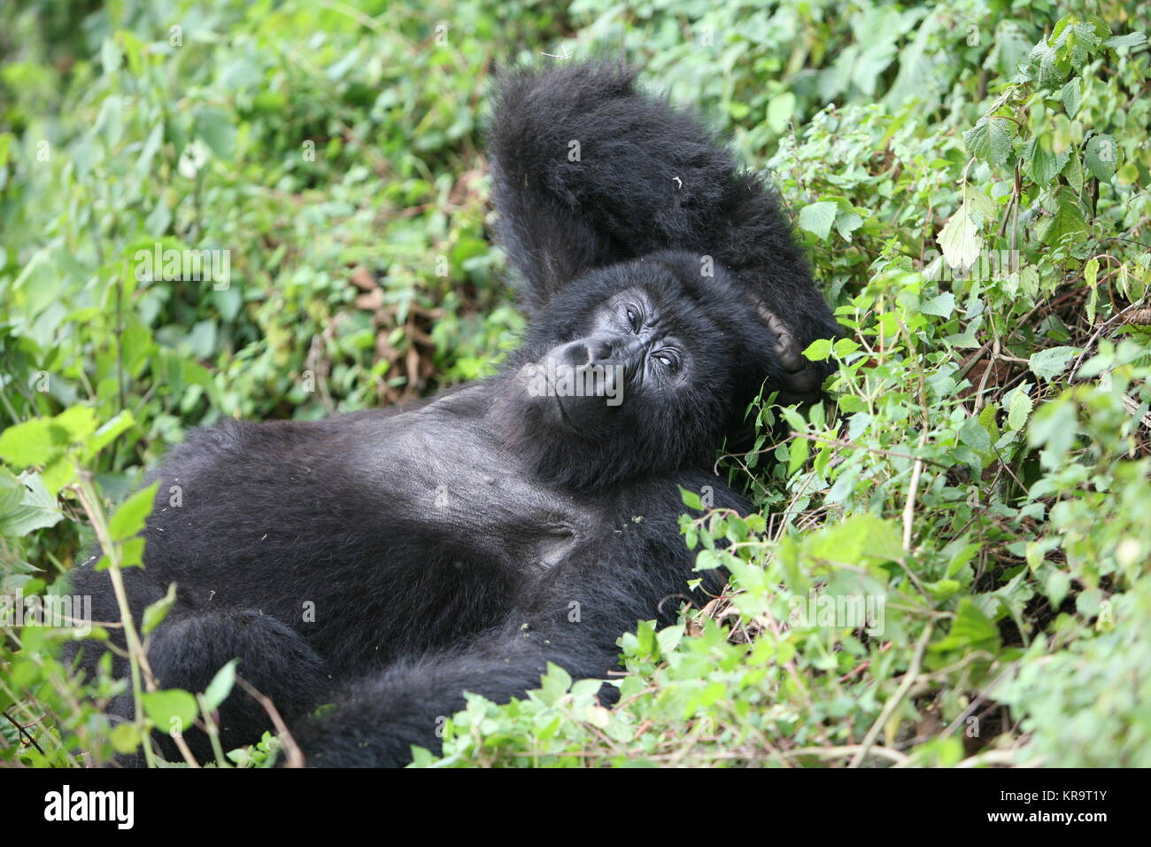 Wild Gorilla animal Rwanda Africa tropical Forest Stock Photo - Alamy