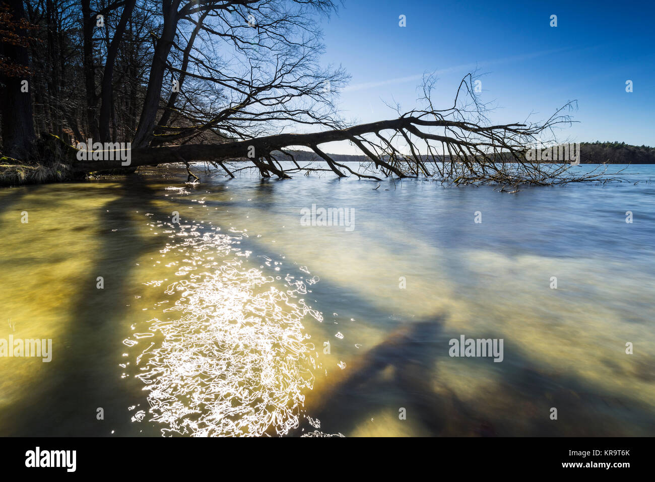 fallen trees on the edge of a lake with reflection of the beautiful ...