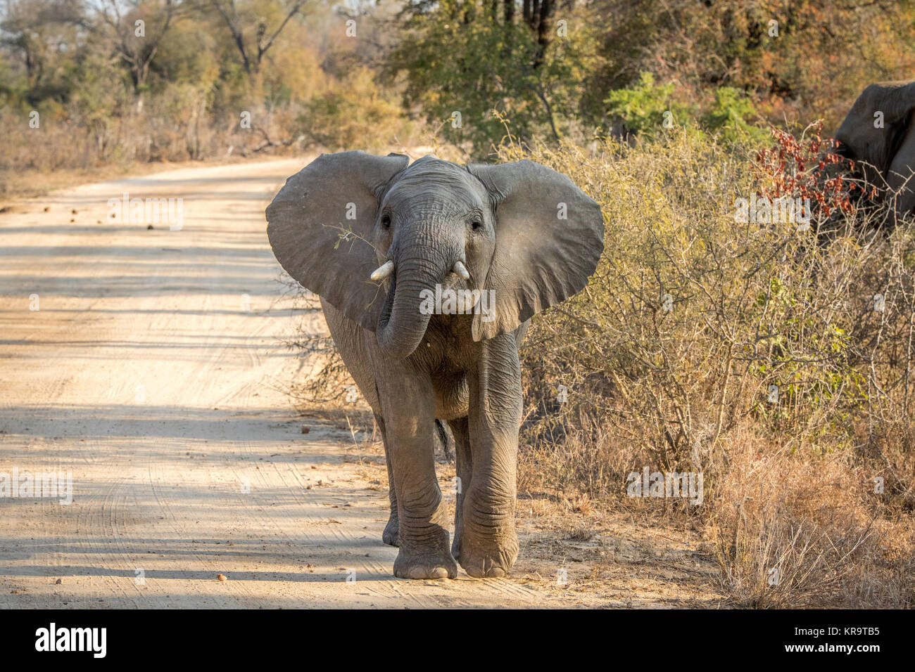 A young Elephant walking towards the camera Stock Photo - Alamy