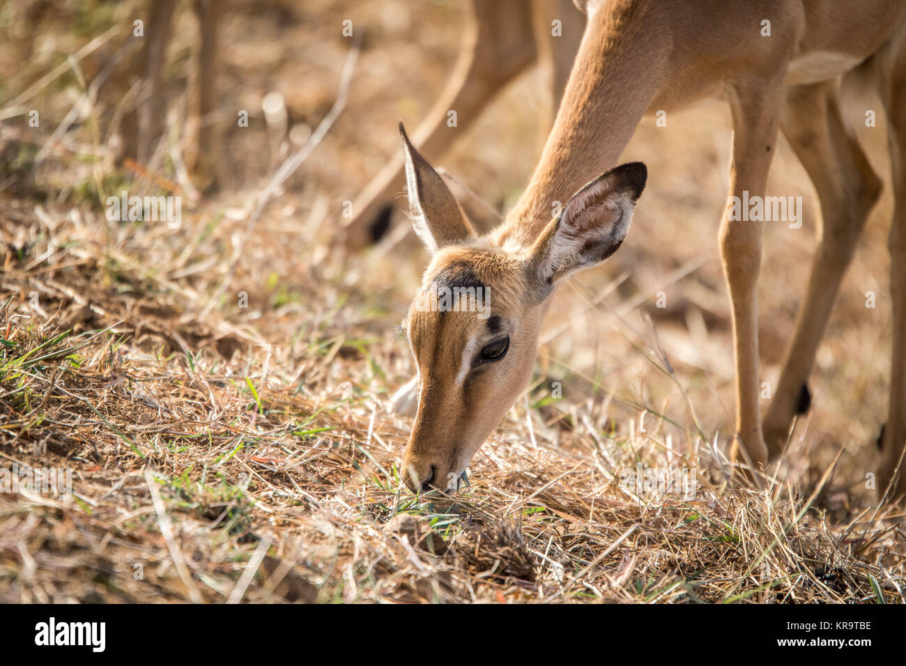 Female Impala eating grass Stock Photo - Alamy