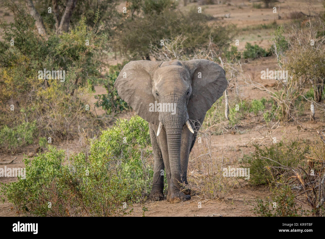 A big Elephant bull starring at the camera Stock Photo - Alamy