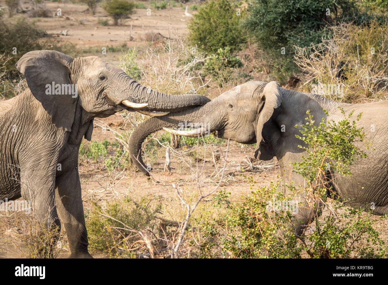 Two bonding Elephants in Kruger Stock Photo - Alamy