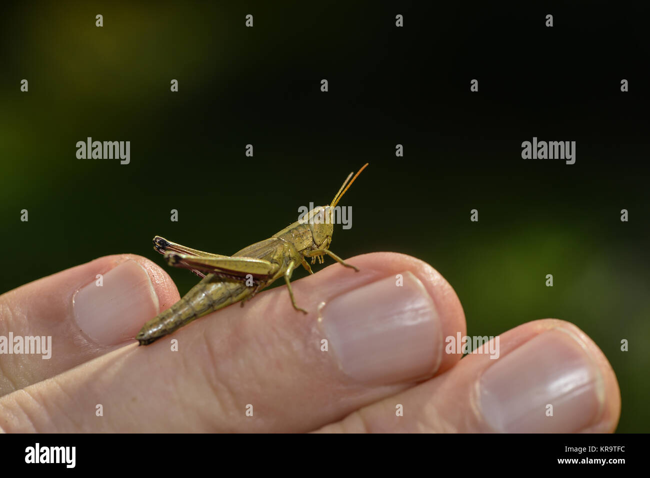 grasshopper on hand Stock Photo - Alamy