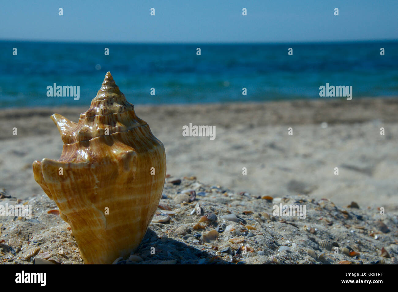 mollusk shells on sea background Stock Photo - Alamy