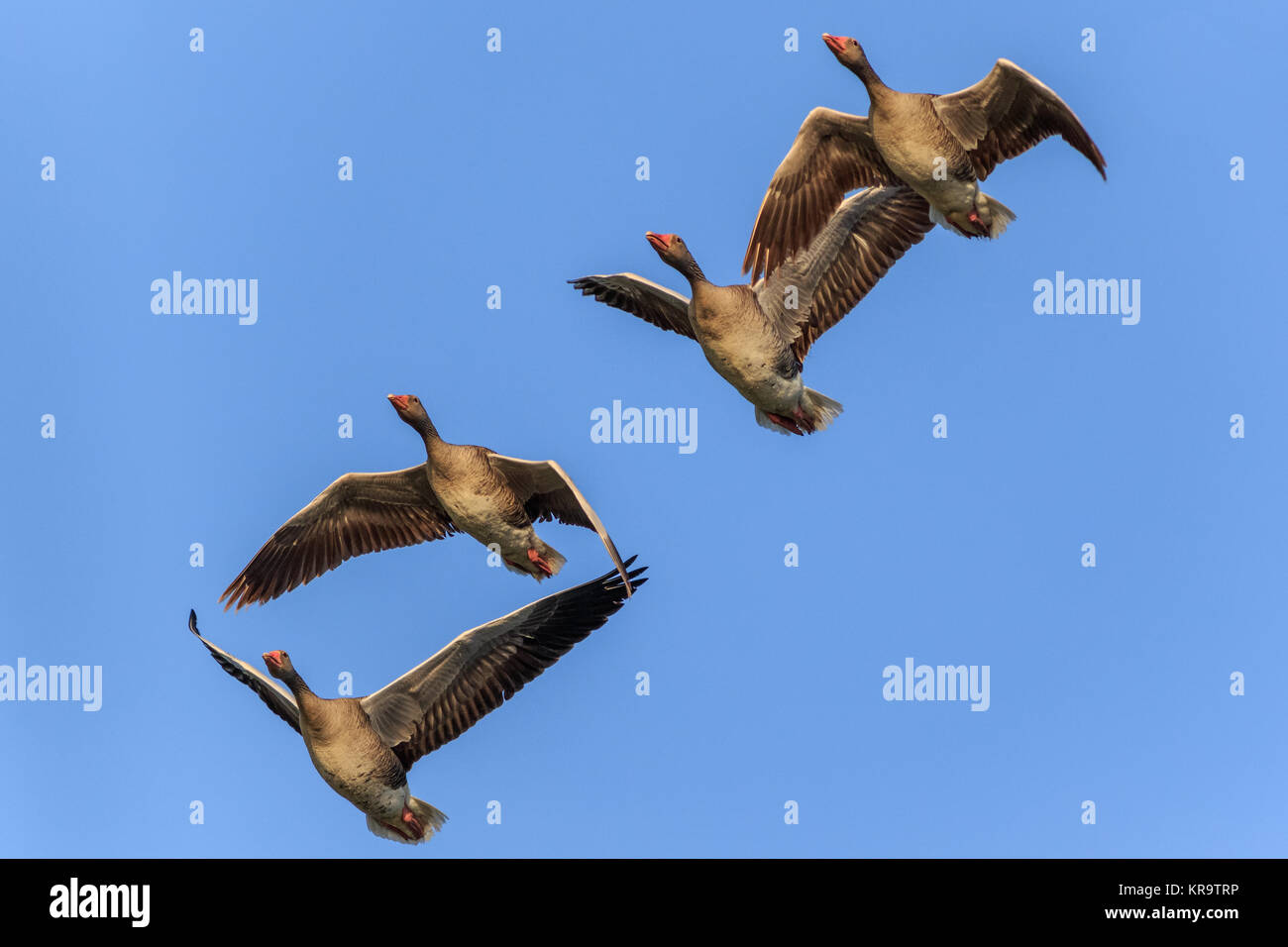 wild geese in flight Stock Photo - Alamy