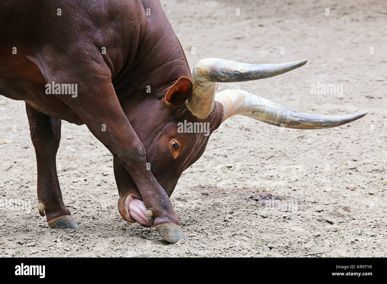 Watussirind hi-res stock photography and images - Alamy