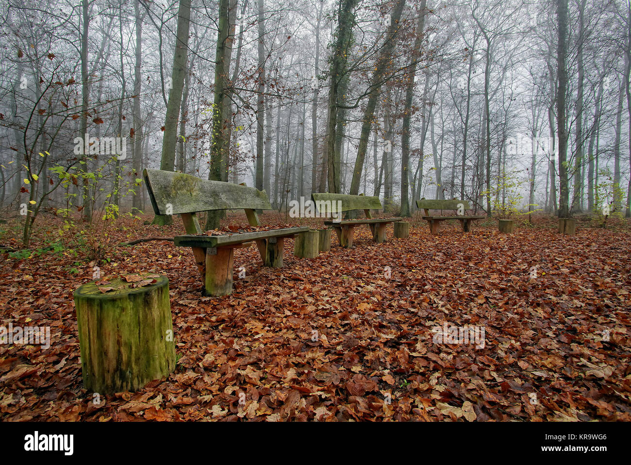 wooden bench in the forest Stock Photo - Alamy