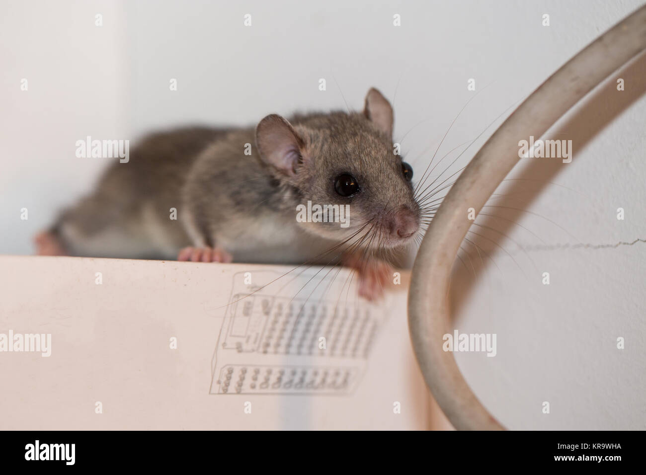 Mammal dormouse hi-res stock photography and images - Alamy