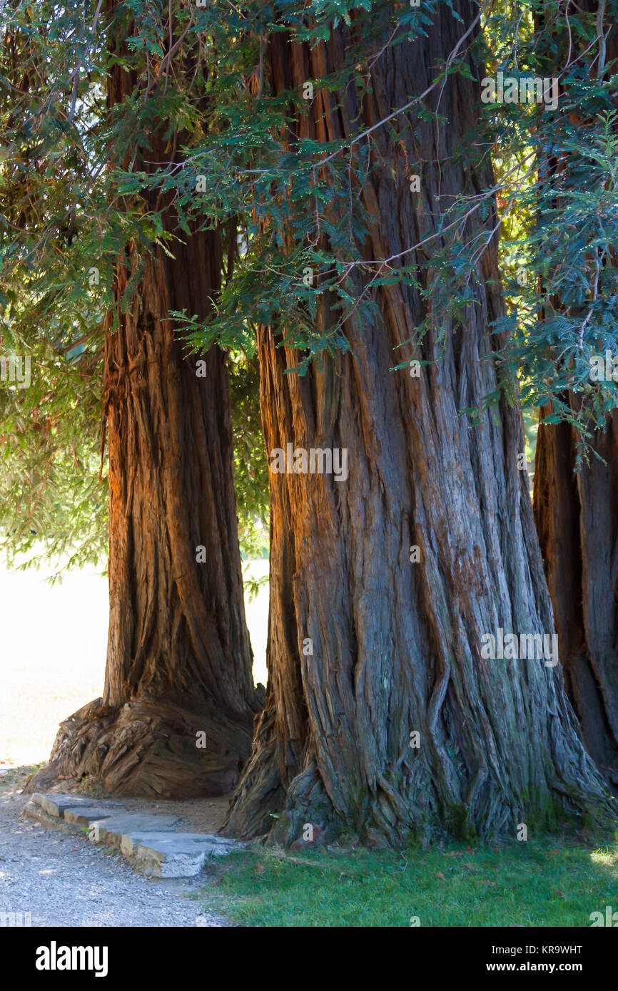 Large tree trunk Stock Photo - Alamy