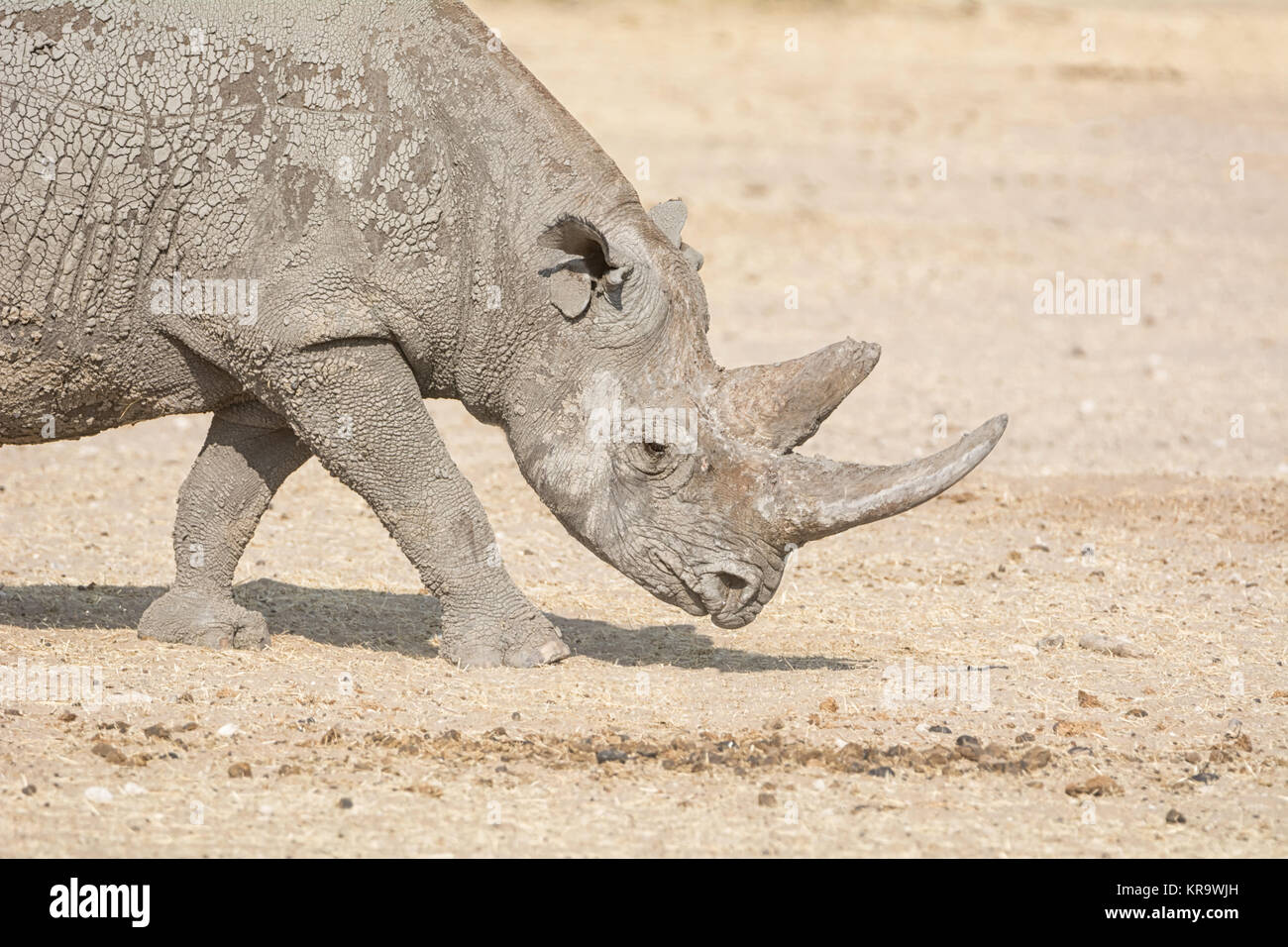 A solitary Black Rhino in Namibian savanna Stock Photo - Alamy