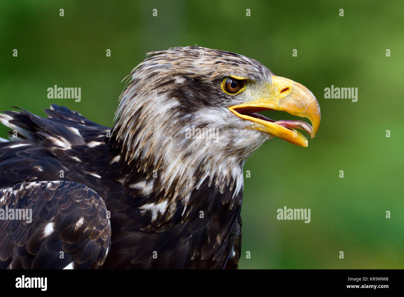 young bald eagle Stock Photo - Alamy