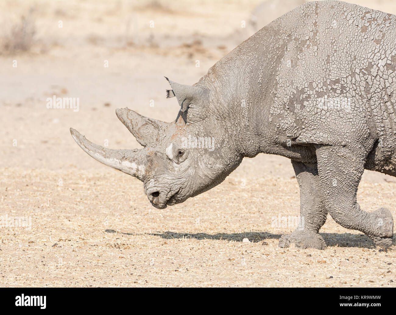 A solitary Black Rhino in Namibian savanna Stock Photo - Alamy