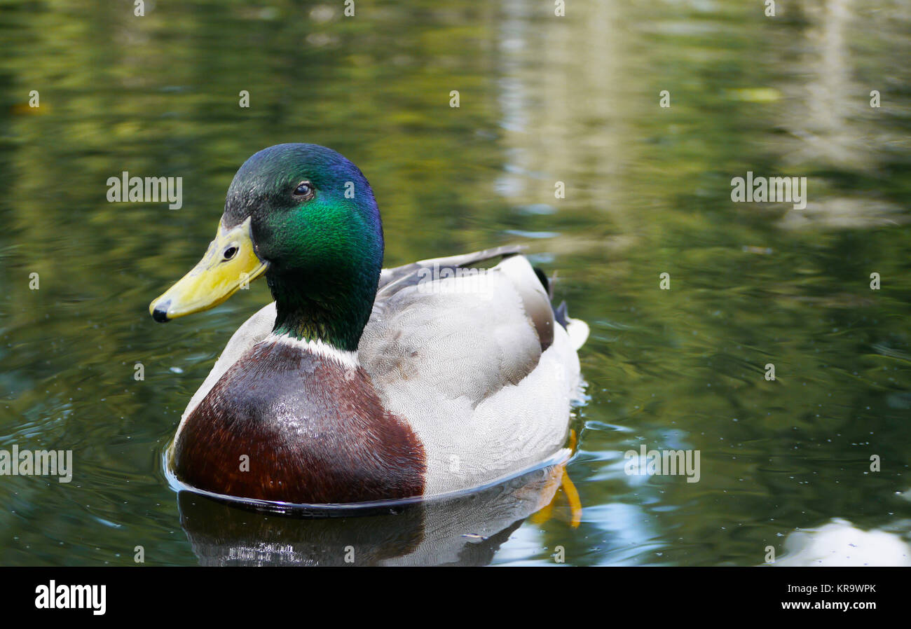 Male Mallard ducks swimming on a lake Stock Photo - Alamy