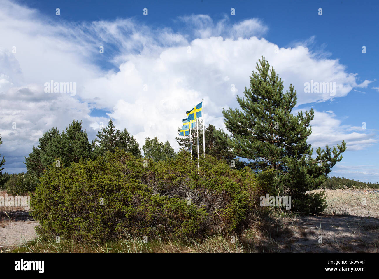 Junipers and pines this side Swedish standards. Cumulonimbus in the ...