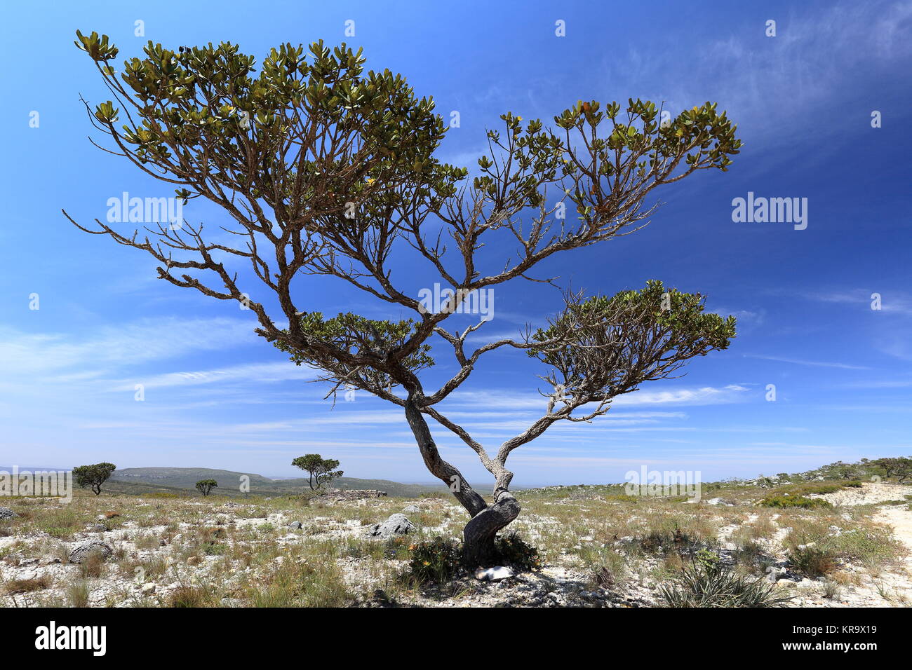 the caatinga landscape in northeast brazil Stock Photo - Alamy