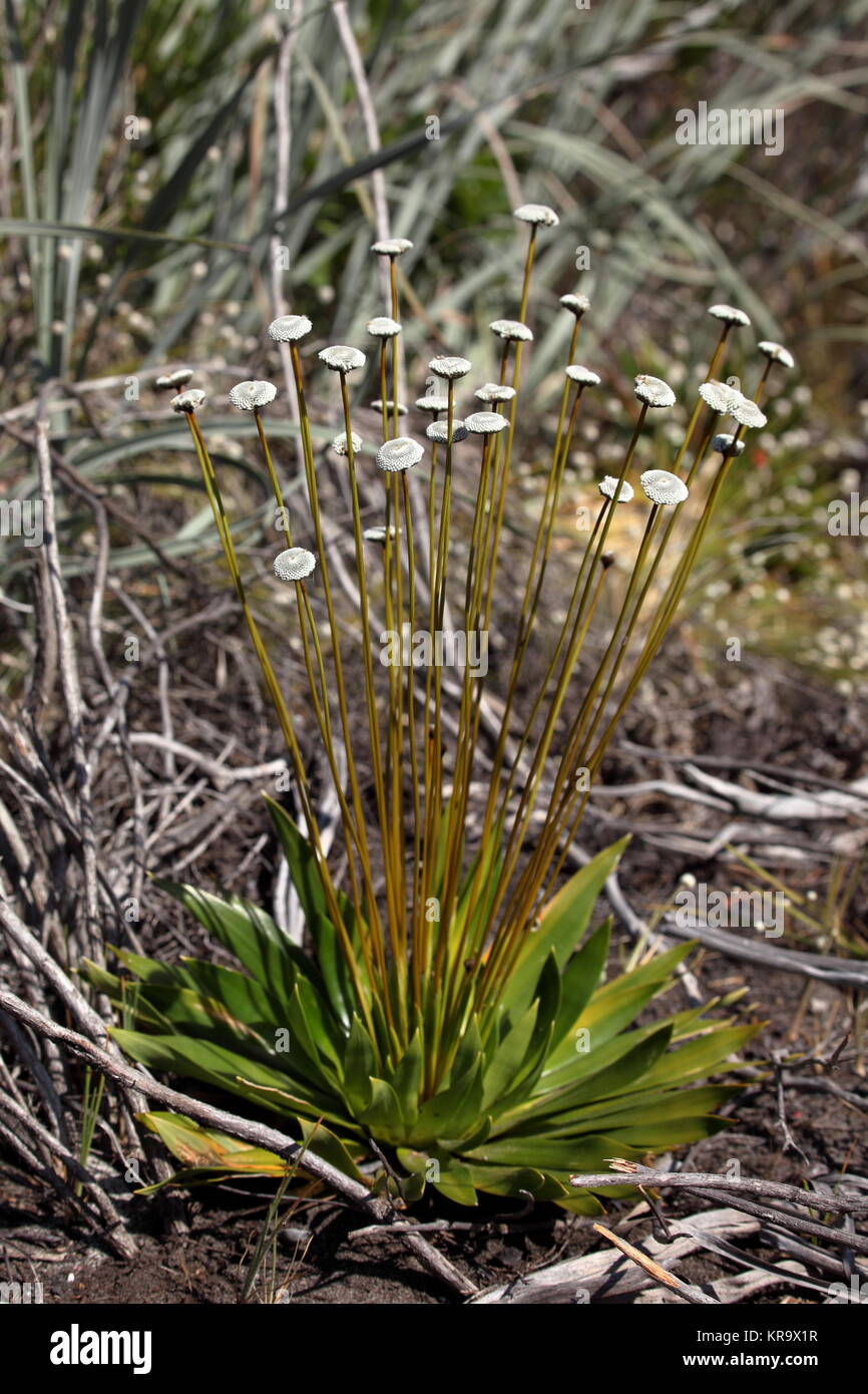 flower in the caatinga in brazil Stock Photo - Alamy