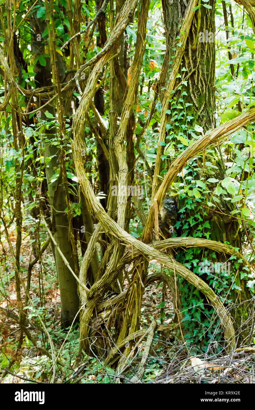 Tangled tree with ivy Stock Photo - Alamy