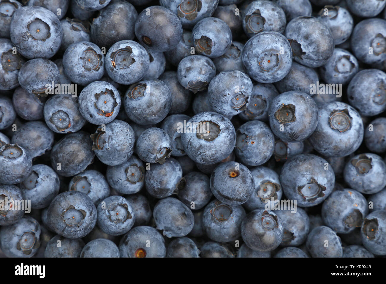Background of fresh blueberry close up Stock Photo - Alamy