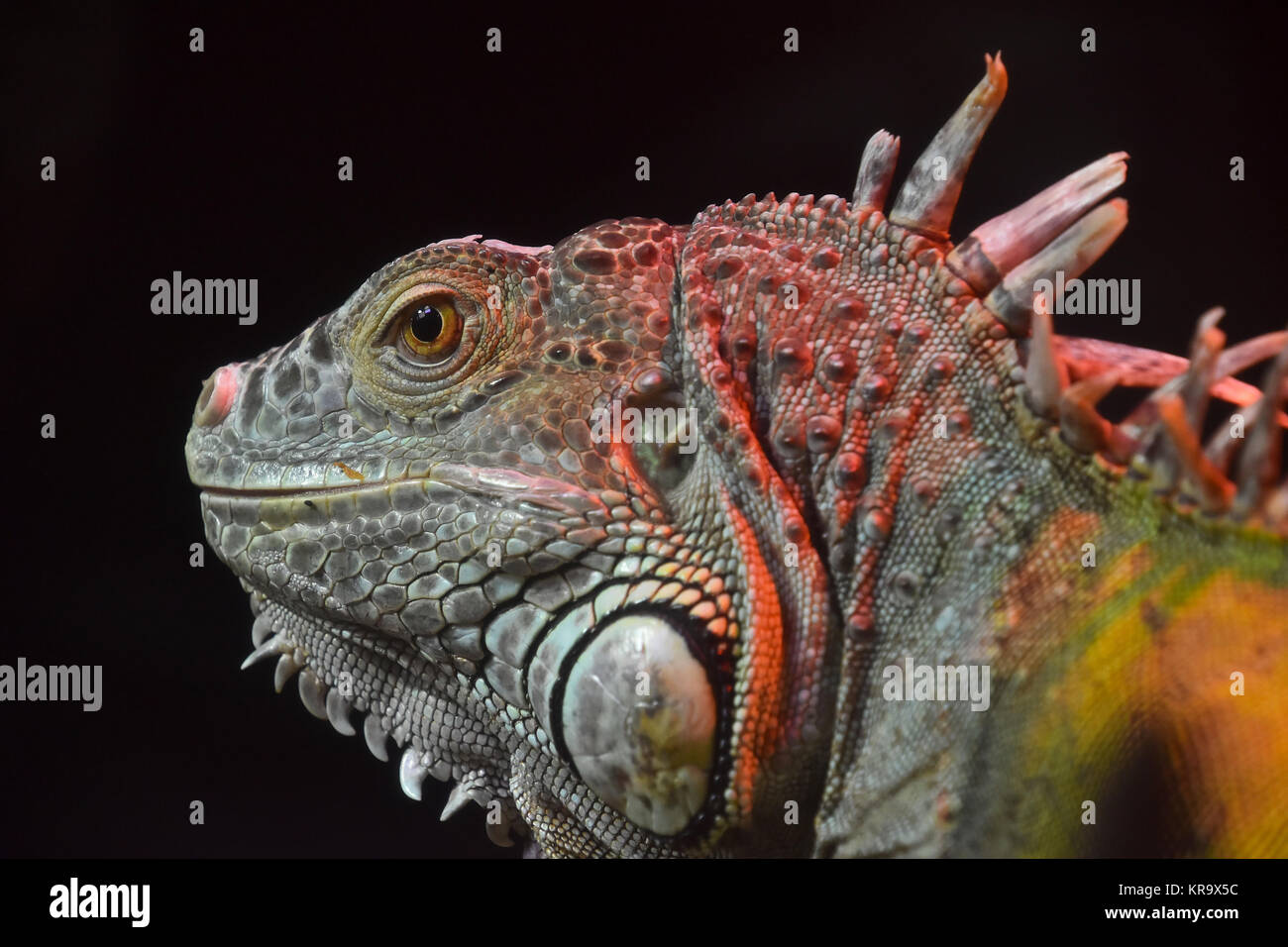 Close up portrait of green iguana male on black Stock Photo - Alamy
