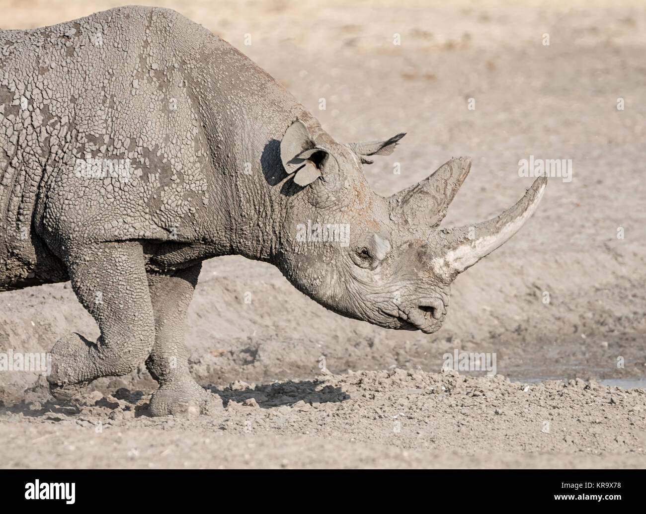 A solitary Black Rhino in Namibian savanna Stock Photo - Alamy