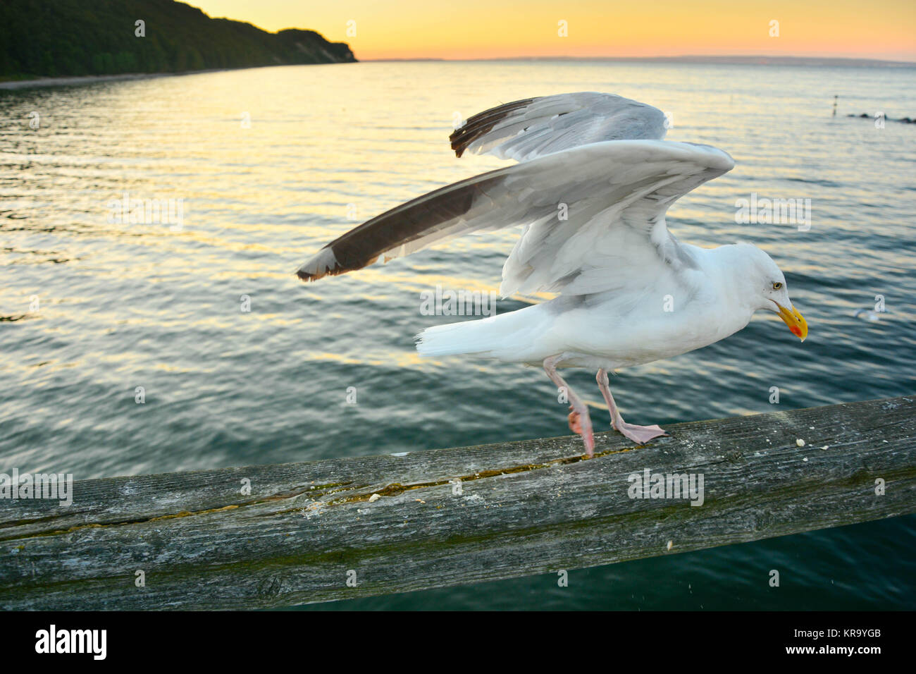 seagull on a pier Stock Photo - Alamy