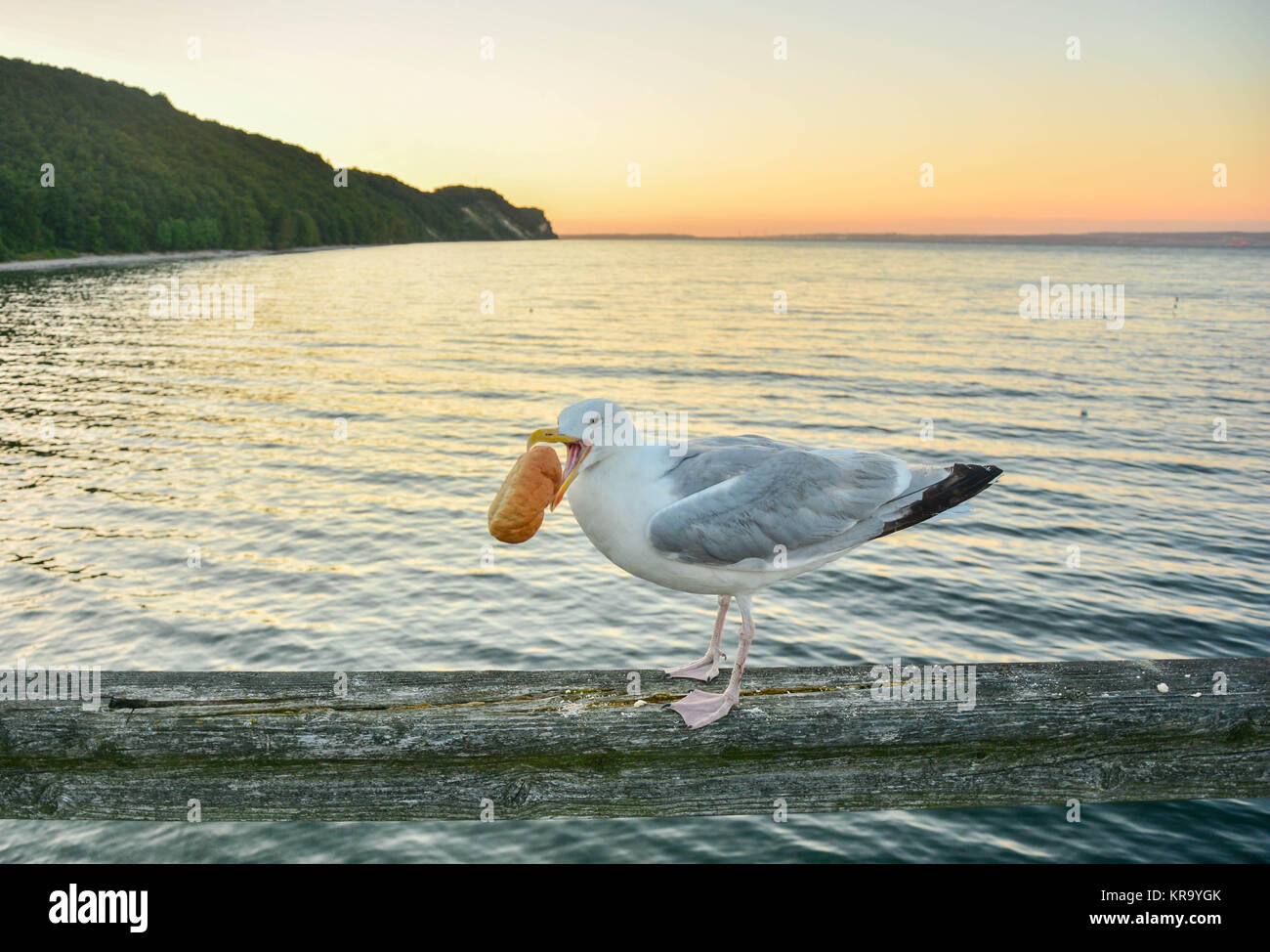 seagull on a pier Stock Photo - Alamy