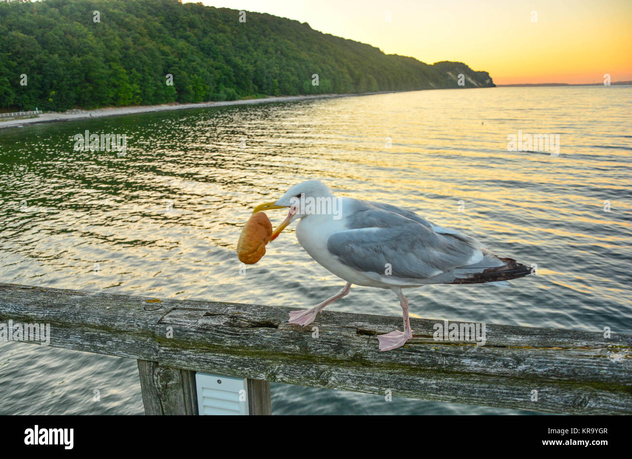 seagull on a pier Stock Photo - Alamy