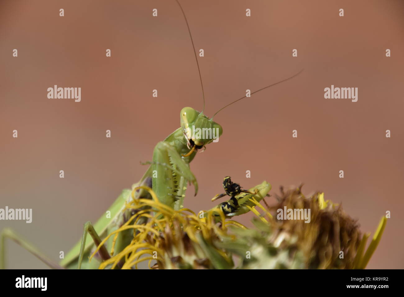 The female praying mantis devouring wasp Stock Photo - Alamy