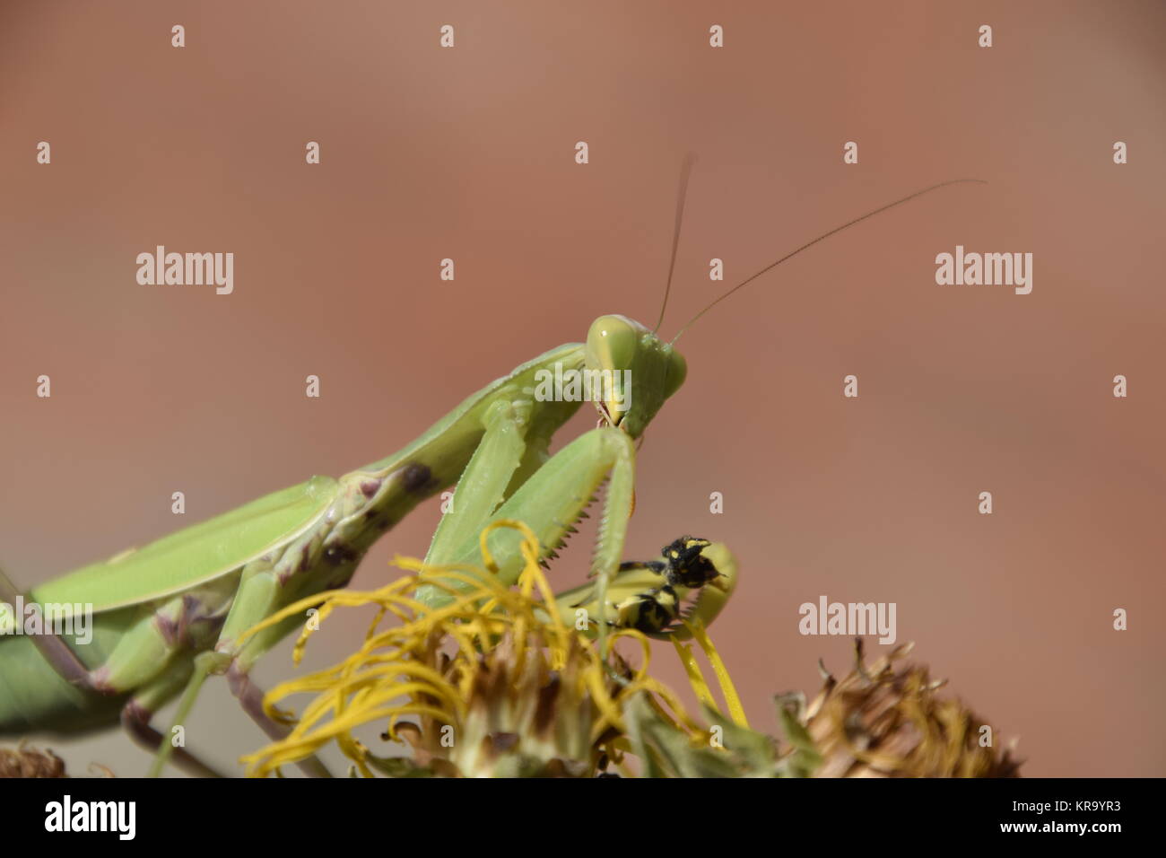 The female praying mantis devouring wasp Stock Photo - Alamy