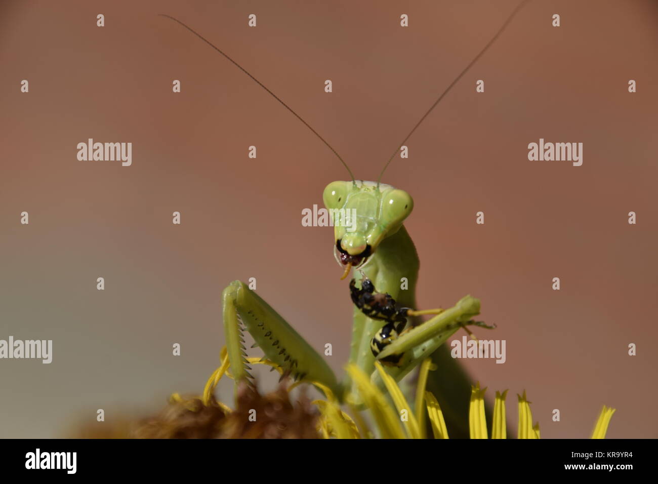 The female praying mantis devouring wasp Stock Photo - Alamy