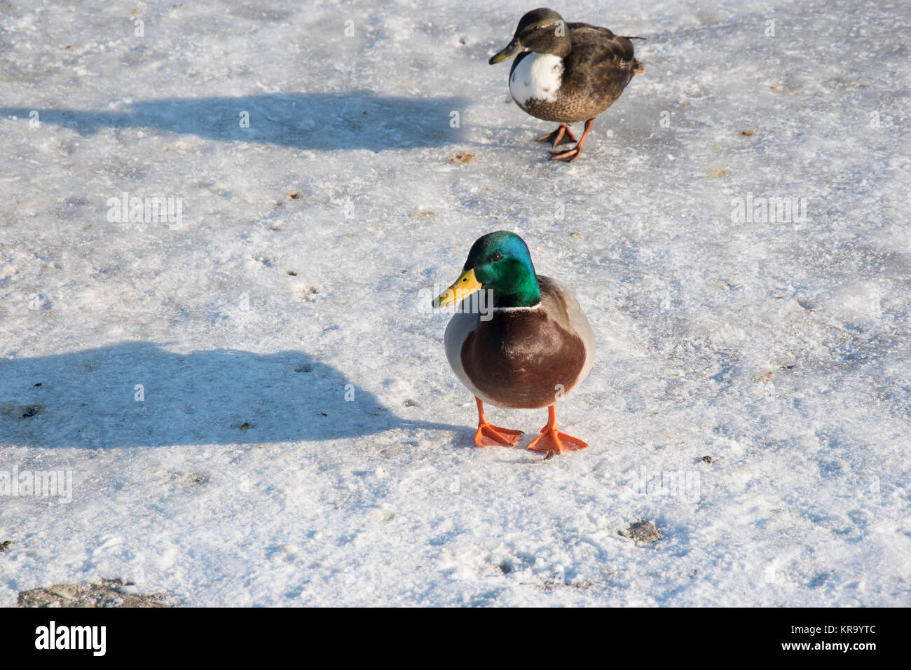 Duck on snow, ice. Wildlife of bird in winter photo Stock Photo - Alamy