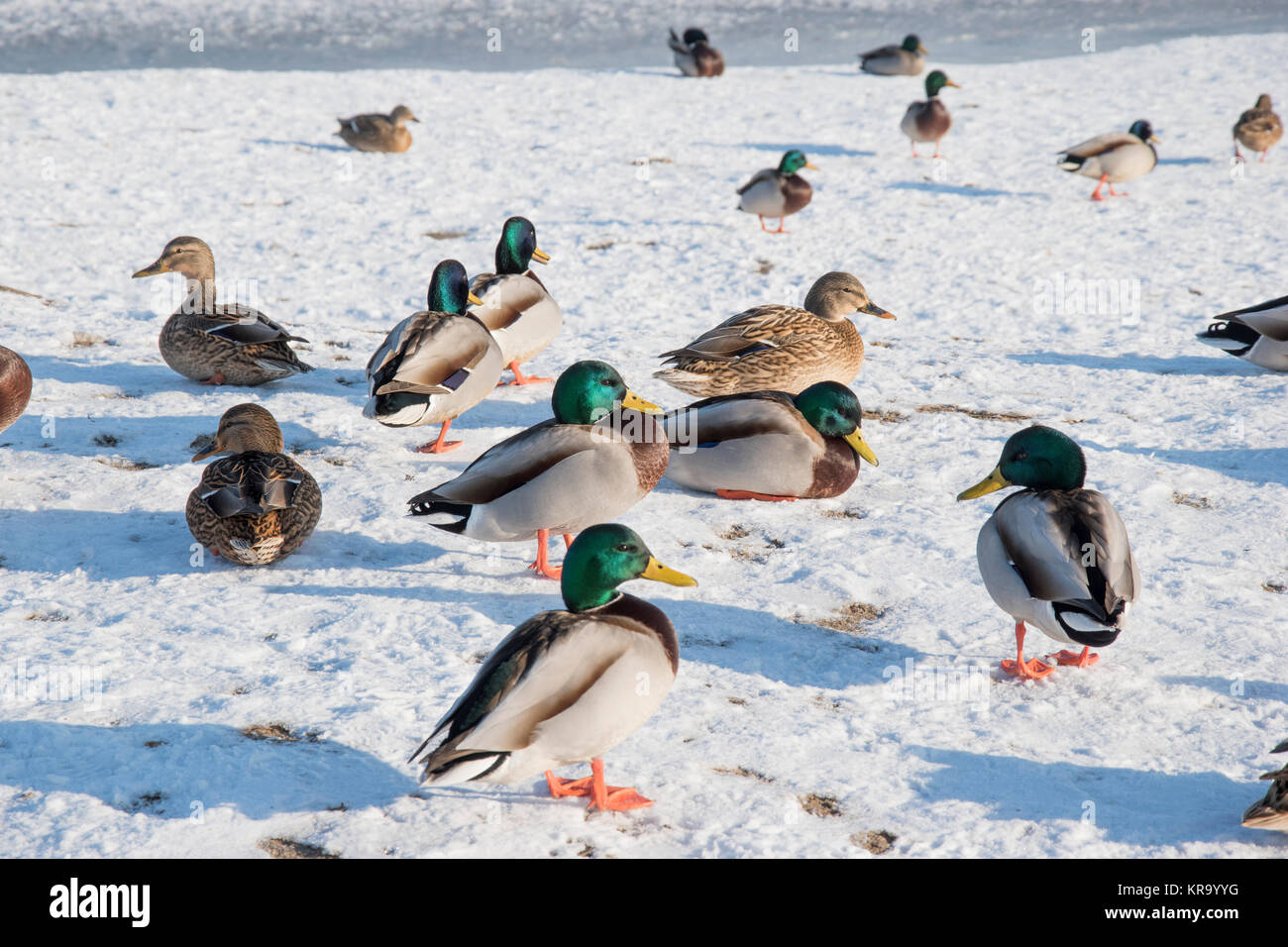 Ice wildlife hi-res stock photography and images - Alamy