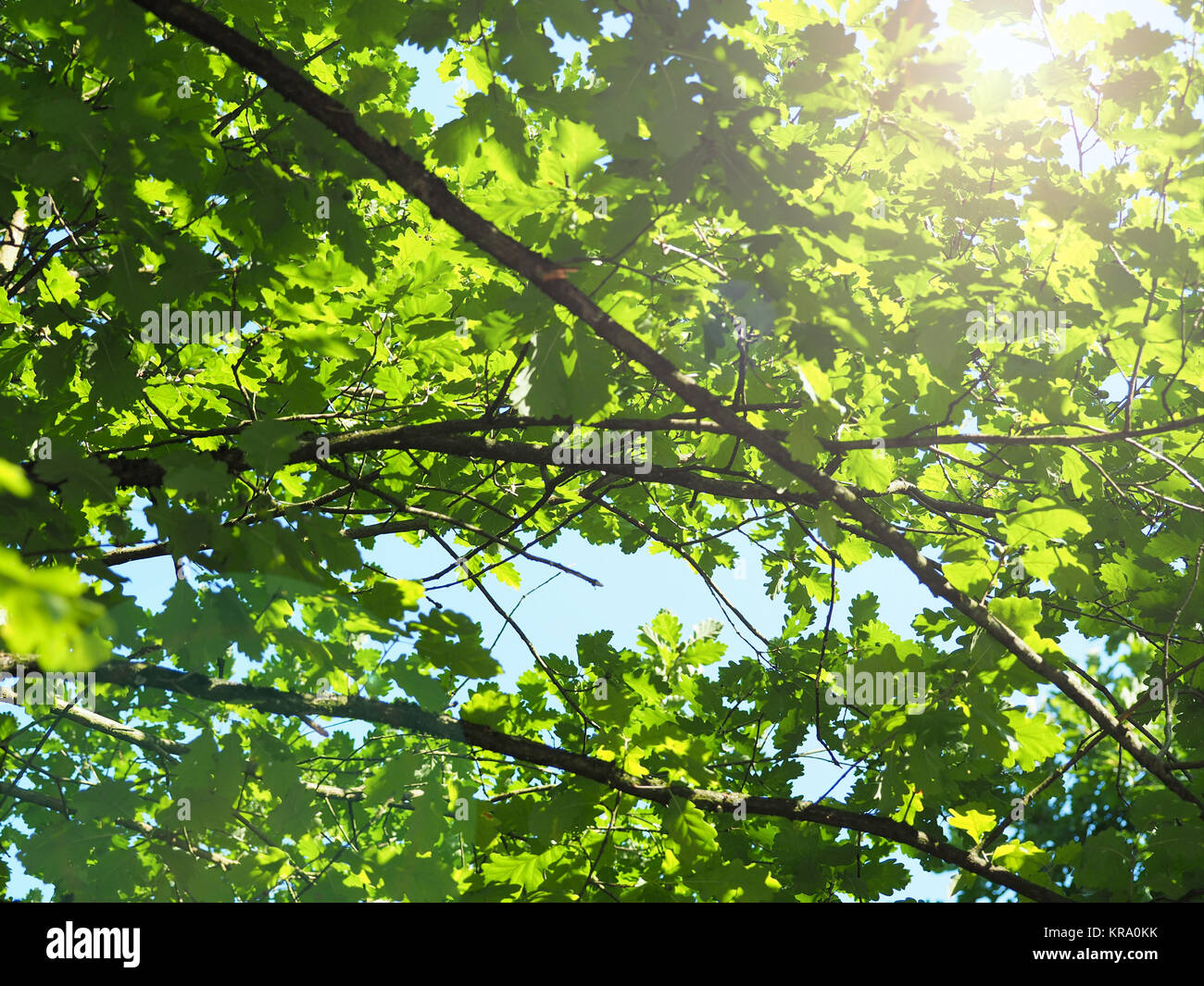 Tree top of an old oak with a sun beam on a blue summer sky Stock Photo ...