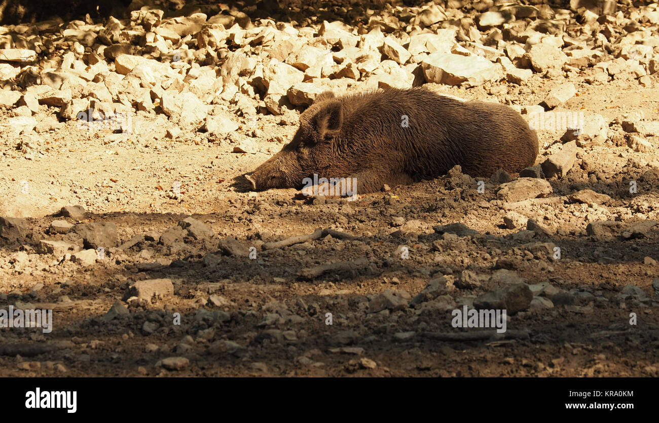 Wild boar sleeping in the warm summer sun Stock Photo - Alamy