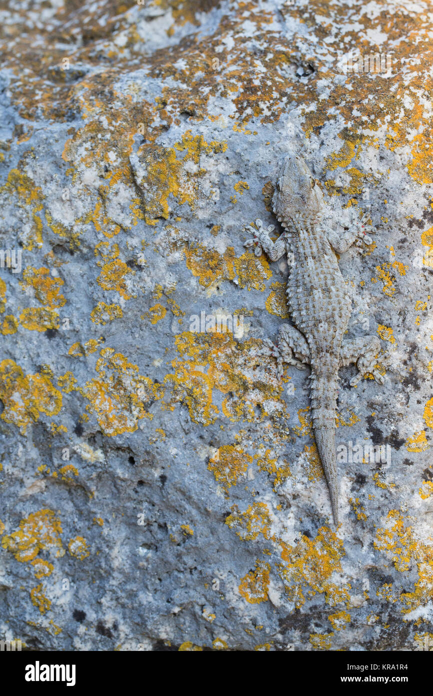 Mauergecko hi-res stock photography and images - Alamy