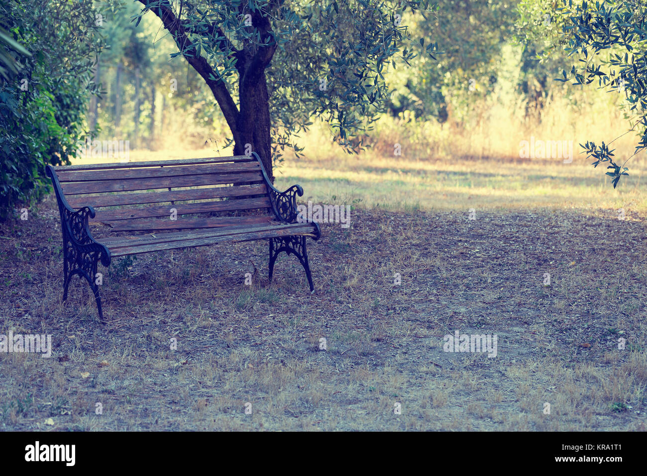 old bench in a garden with olive trees Stock Photo - Alamy