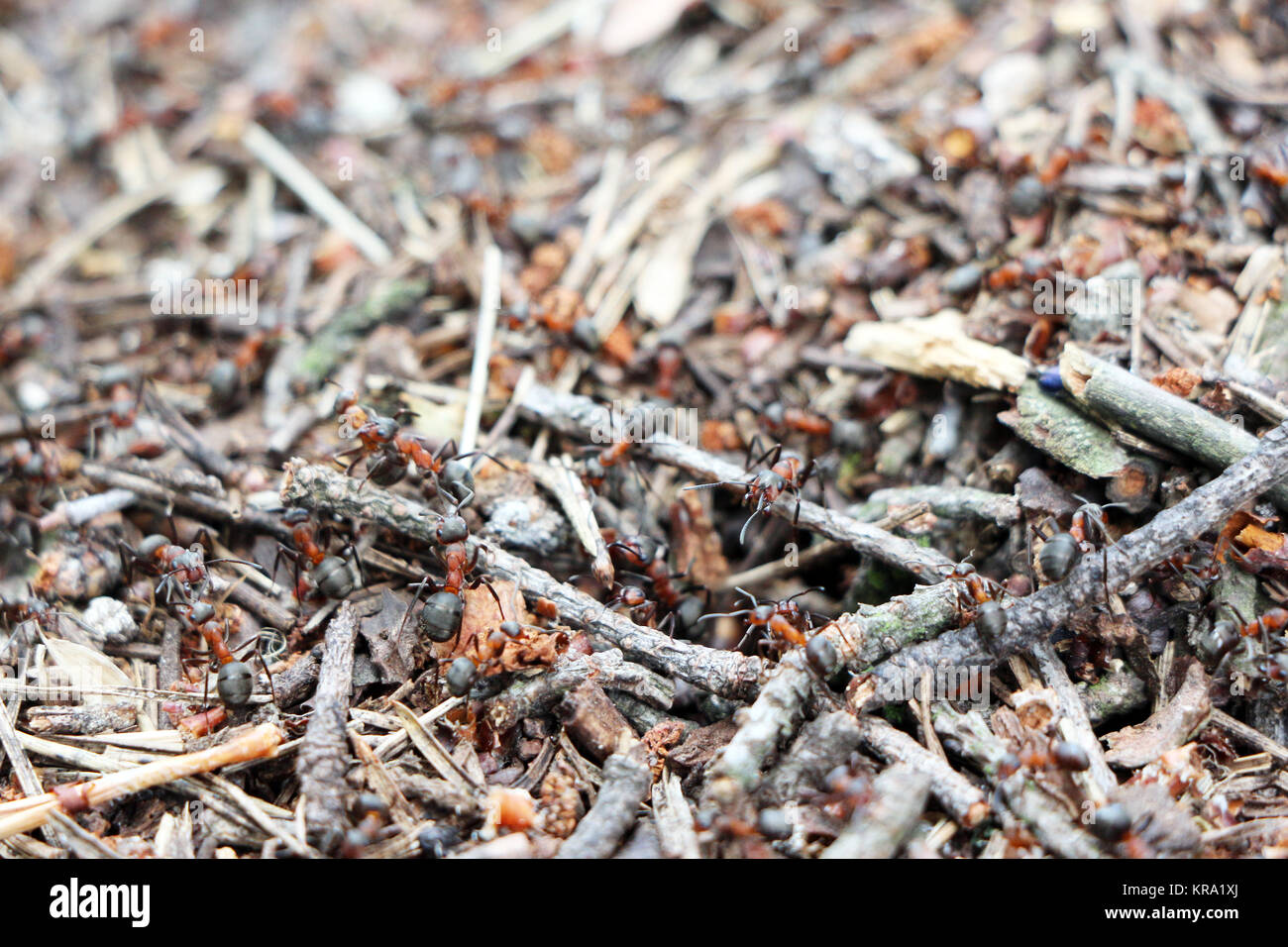anthill ants burrow Stock Photo - Alamy