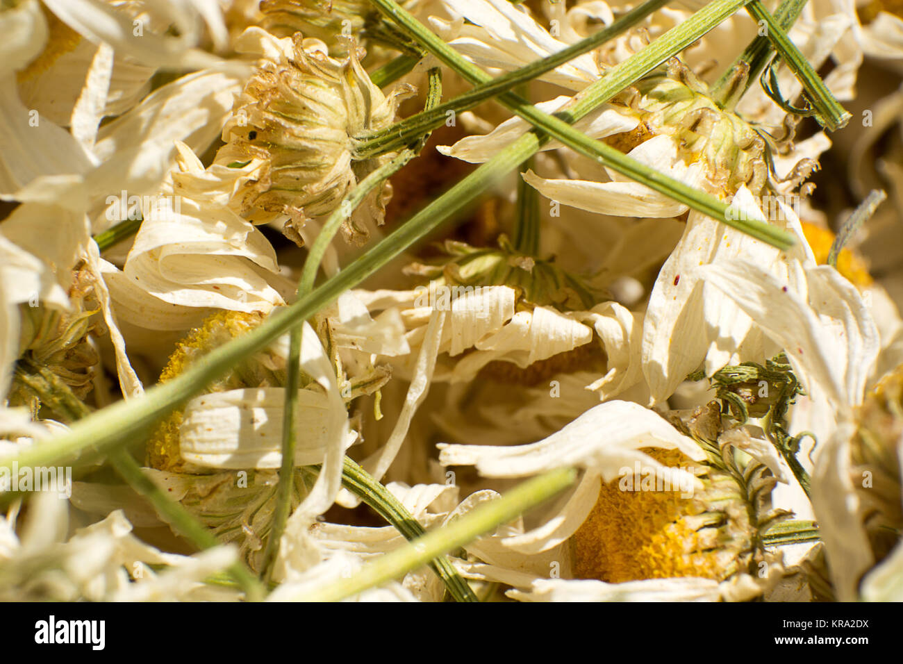 Dryed chamomile close up Stock Photo - Alamy