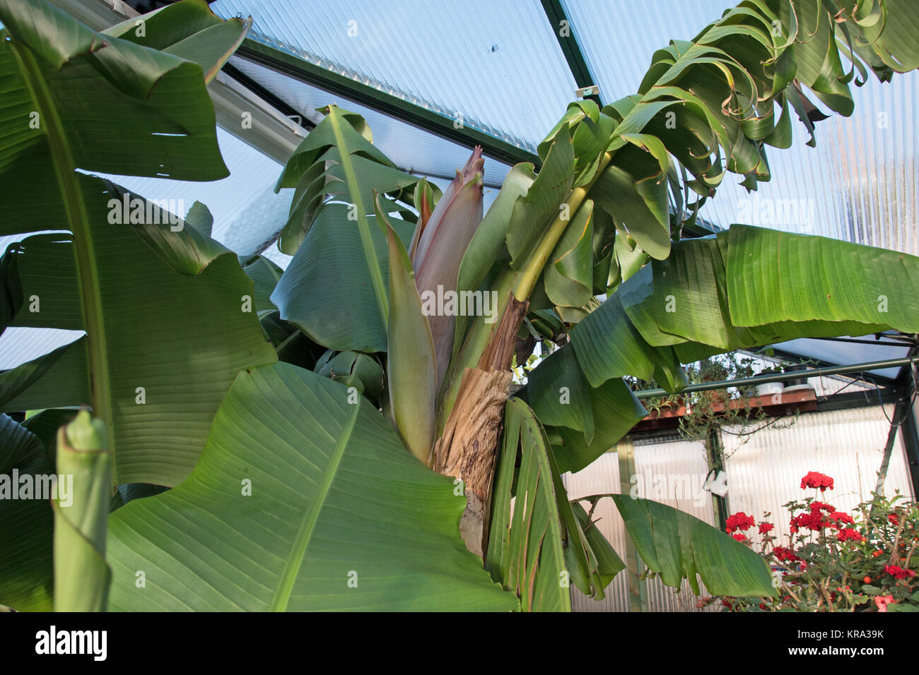Flower pod emerging from Musa rajapuri in an English greenhouse Stock ...