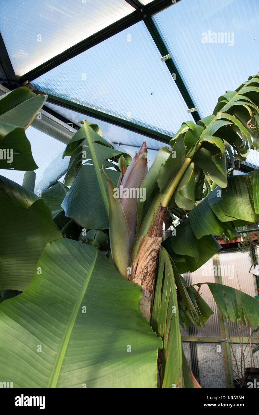 Flower pod emerging from Musa rajapuri in an English greenhouse Stock ...
