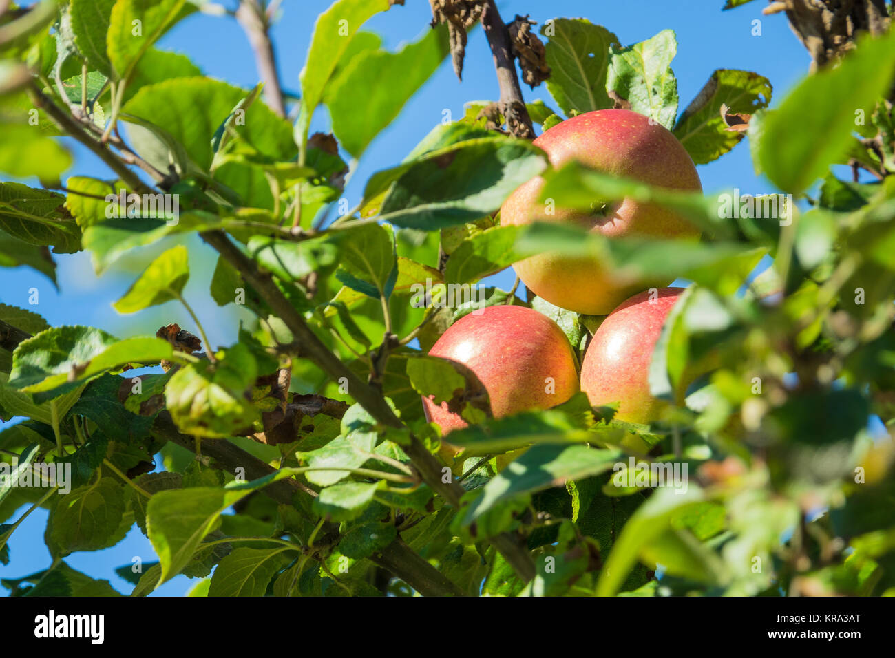 Rote Äpfel an einem Apfelbaum Stock Photo - Alamy