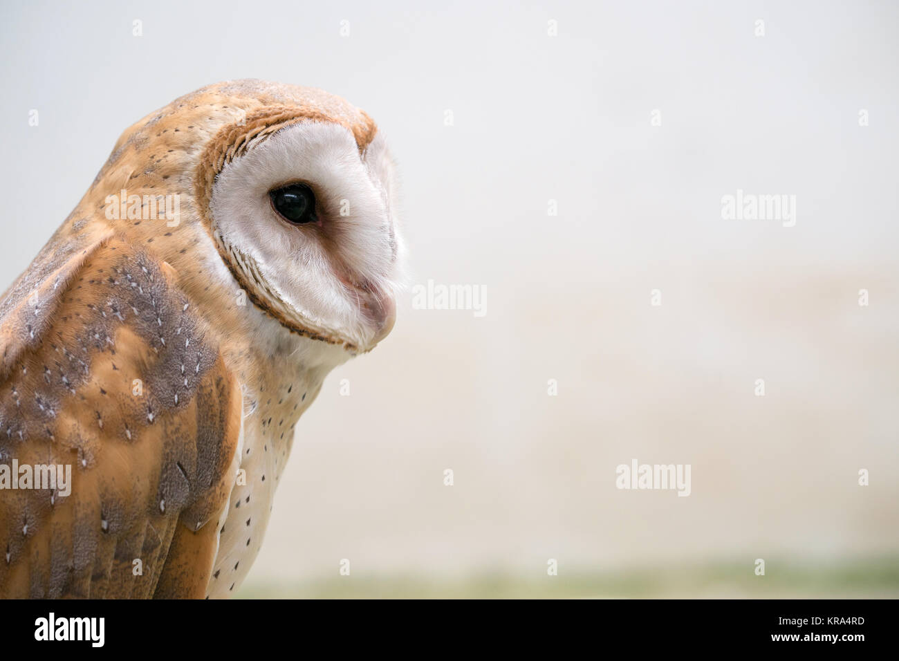 common barn owl Stock Photo - Alamy