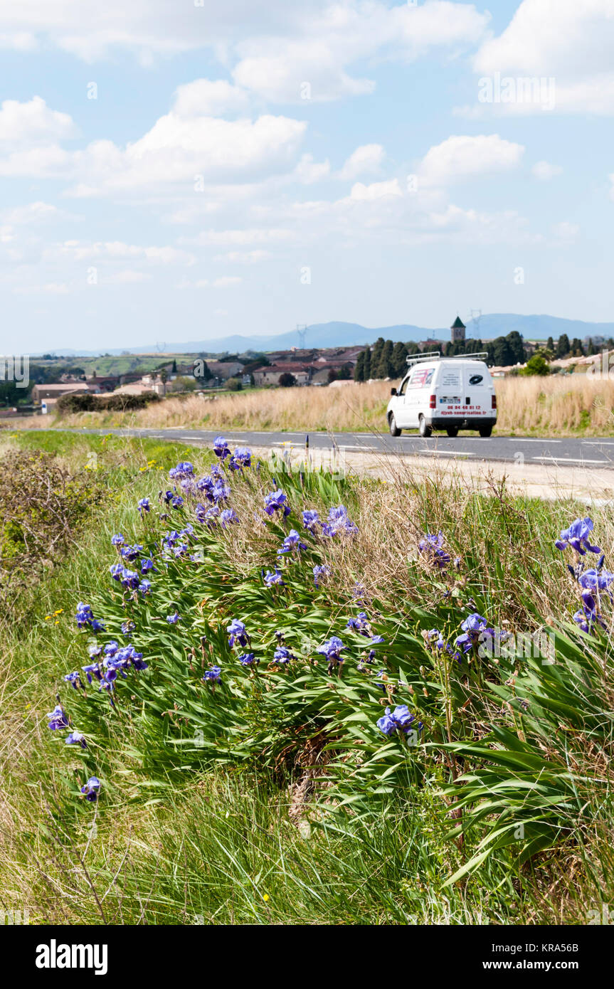 A van (motion blurred) passing wild irises on a French roadside verge ...