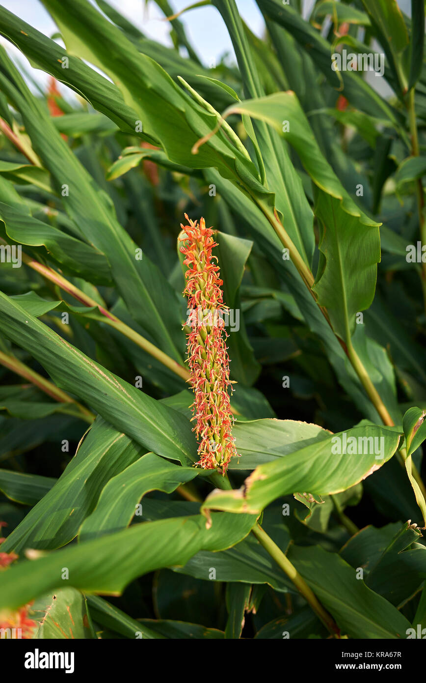 Family of ginger plants zingiberaceae hi-res stock photography and ...