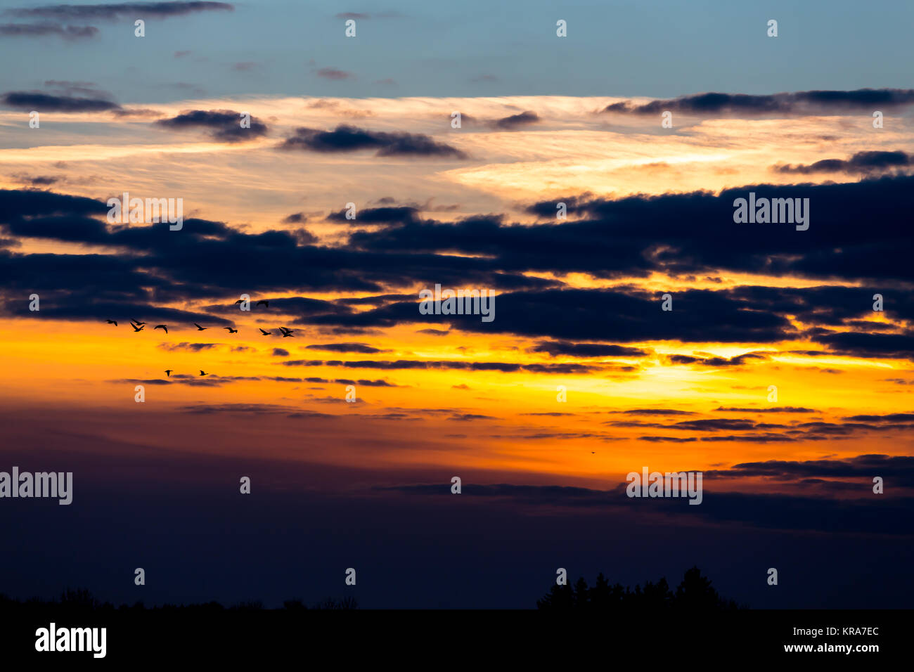 Birds flying in sunset Stock Photo - Alamy