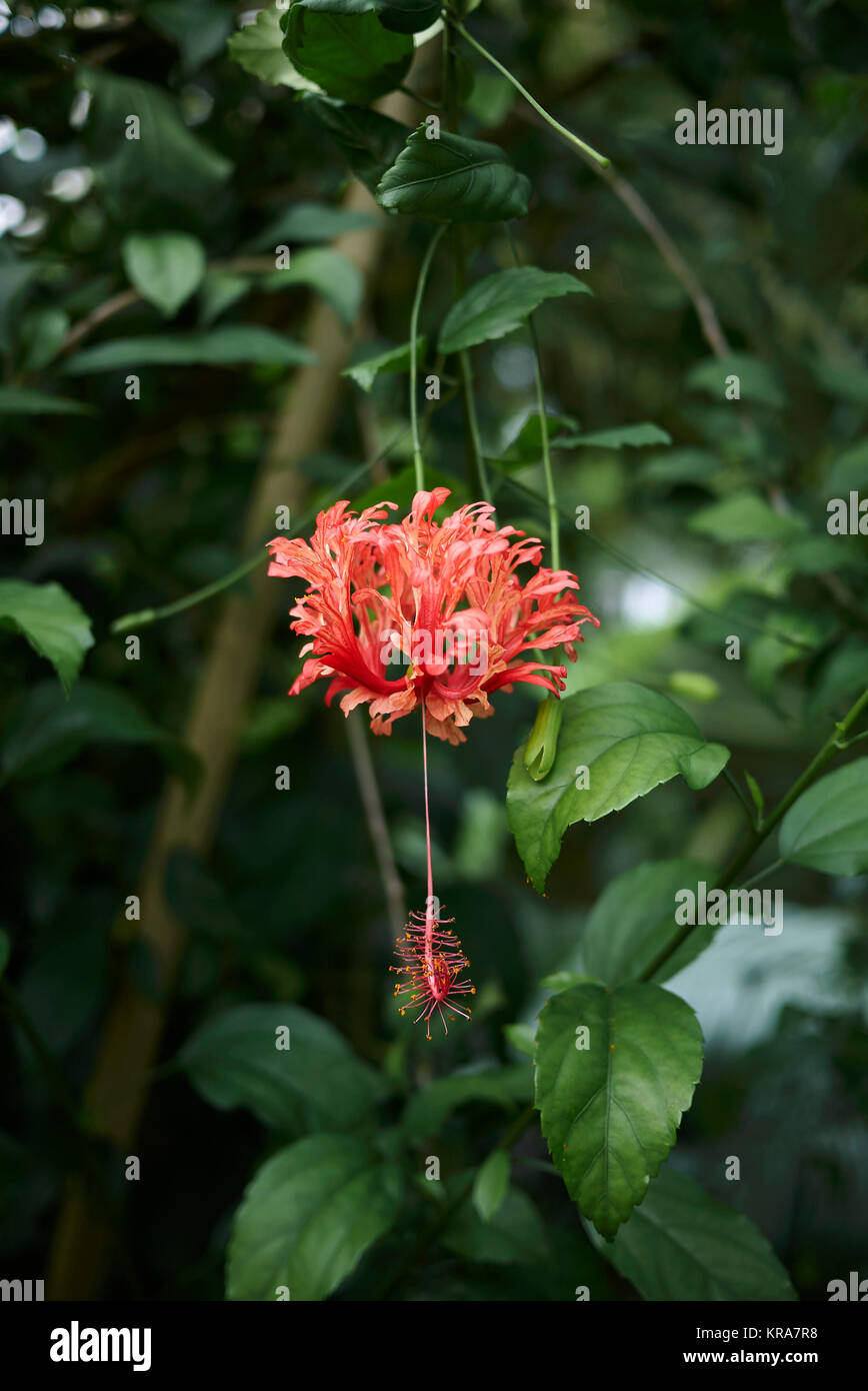 Spider hibiscus hi-res stock photography and images - Alamy