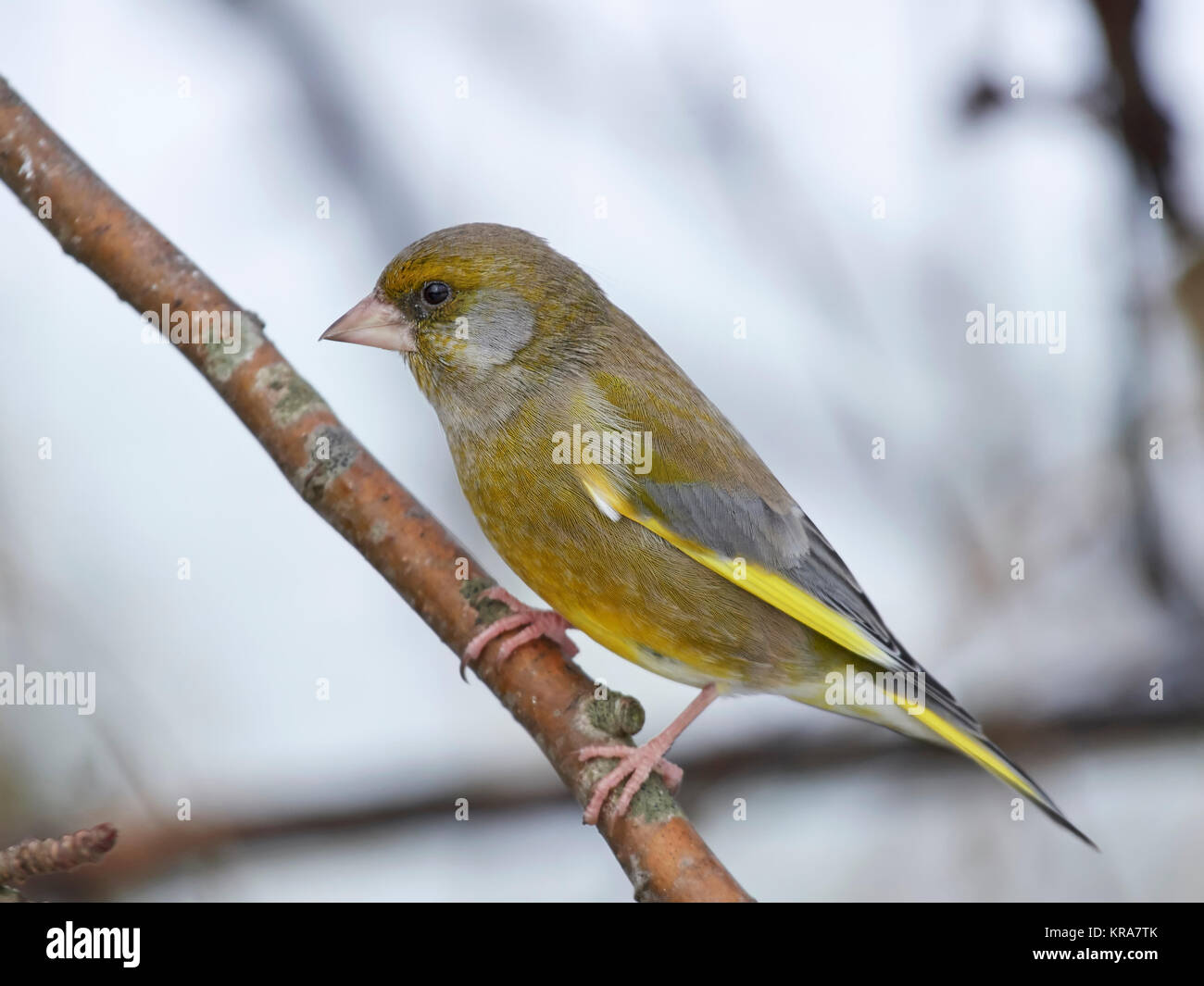 European greenfinch in its natural habitat Stock Photo - Alamy
